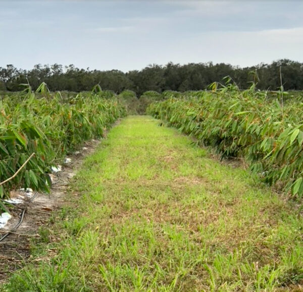 Faith Farms - Florida Bamboo Growers Association